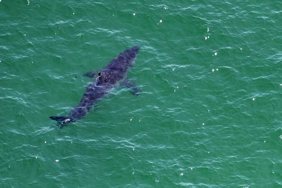 Great white shark seen off Nantucket is 1st in New England this season