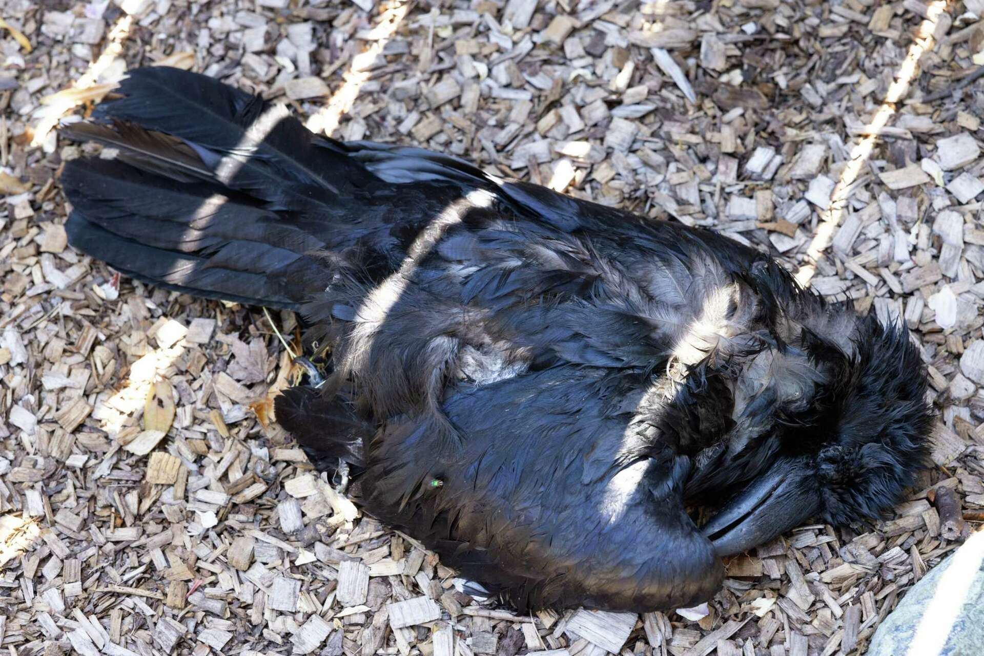 No one knows why birds are dying in this Bay Area neighborhood