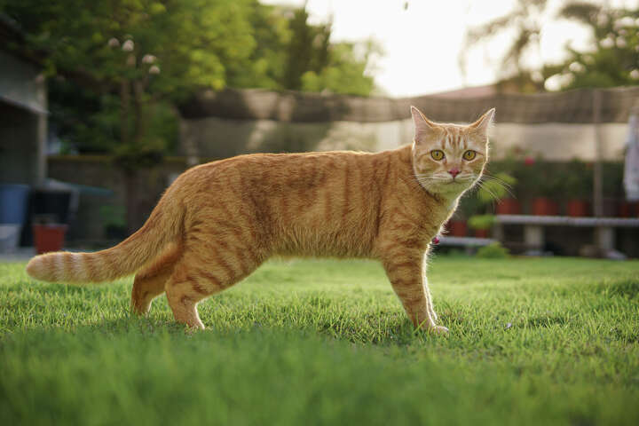 Stanford scientists solve century-old mystery about orange cats