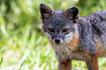 Hays County warns of second rabid fox attack in one week
