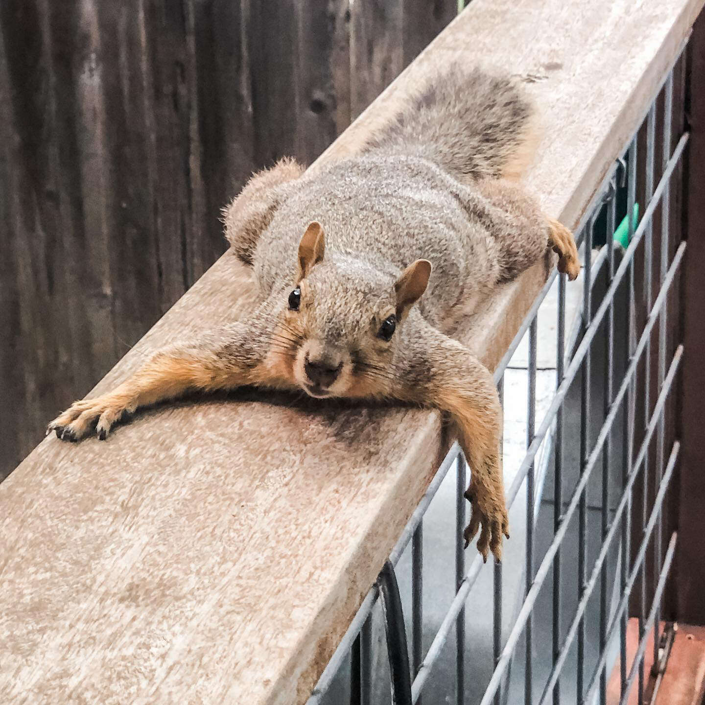 As Texas temperatures soar, squirrels resort to splooting