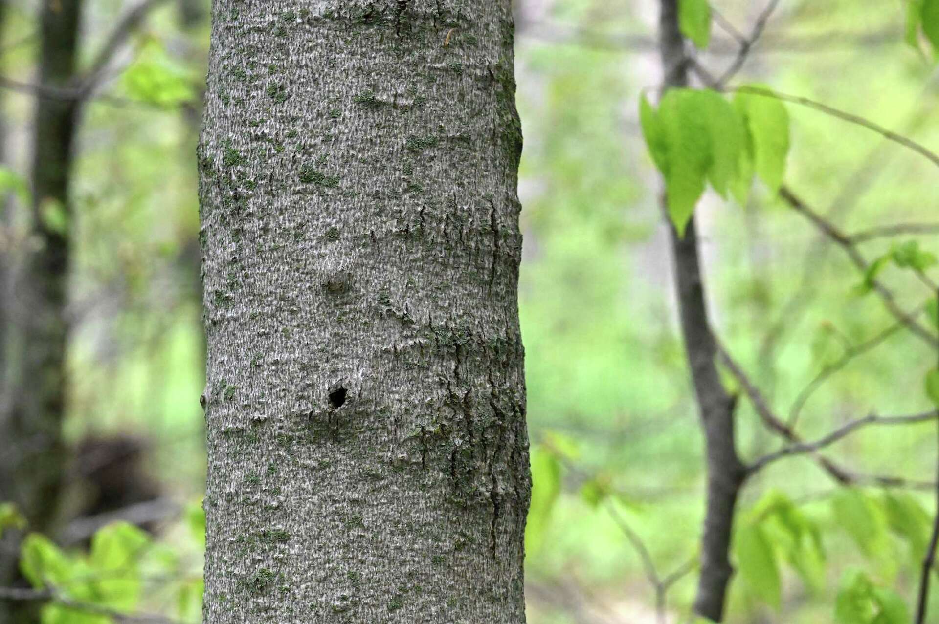 Trees in New York that are dying from invasive species