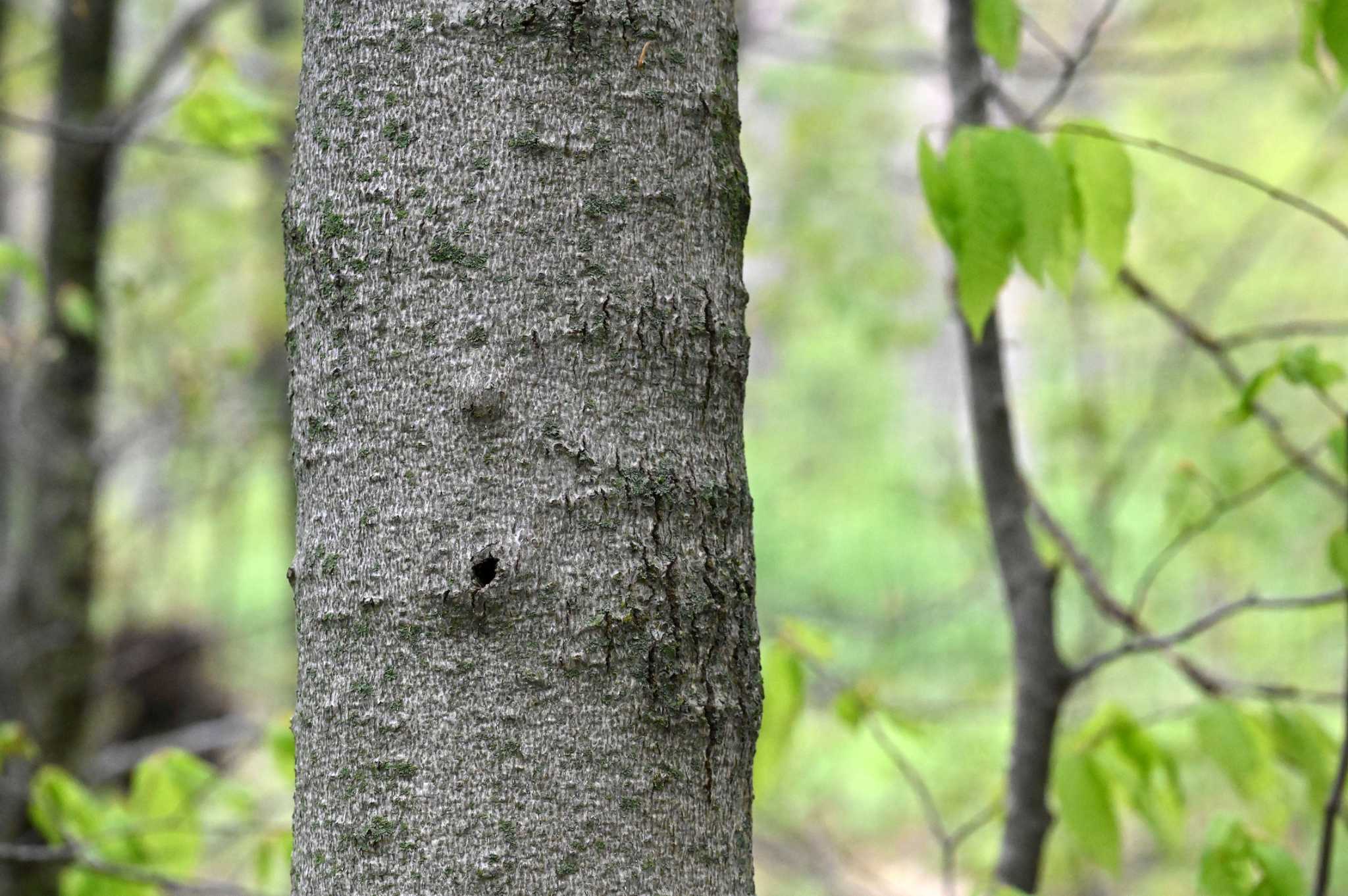 6-foot, 220-pound Atlantic sturgeon caught in Hudson River