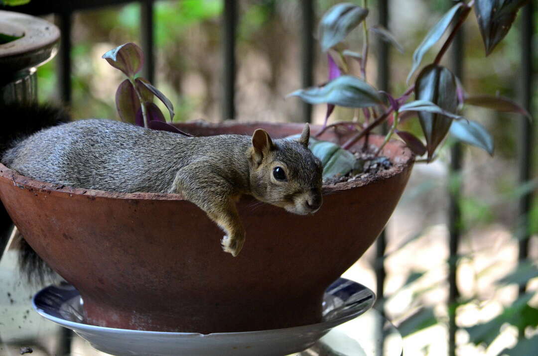As Texas temperatures soar, squirrels resort to splooting