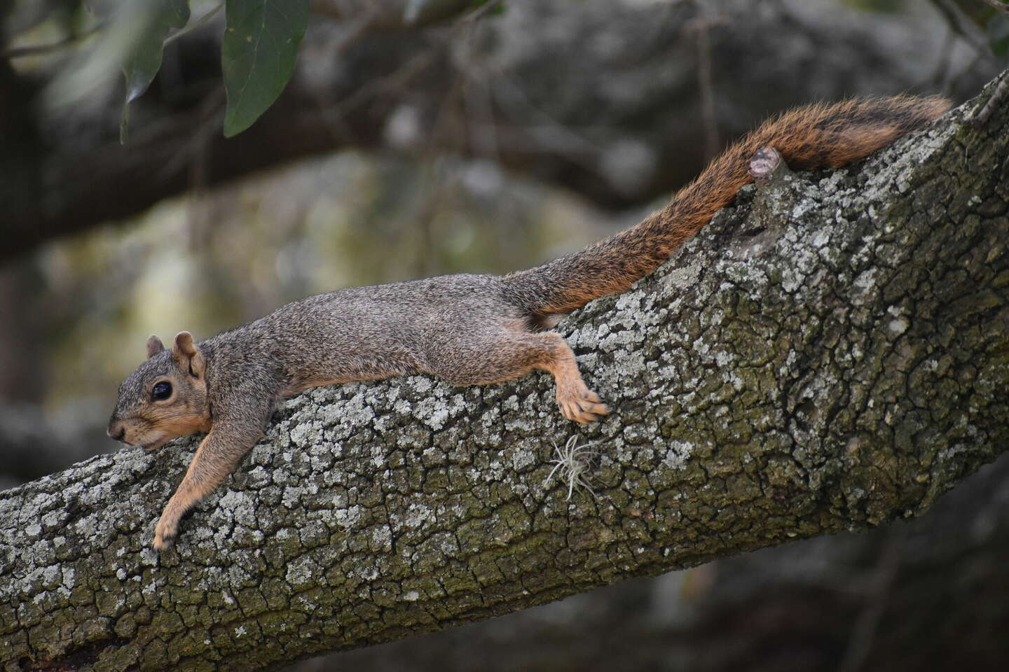 As Texas temperatures soar, squirrels resort to splooting