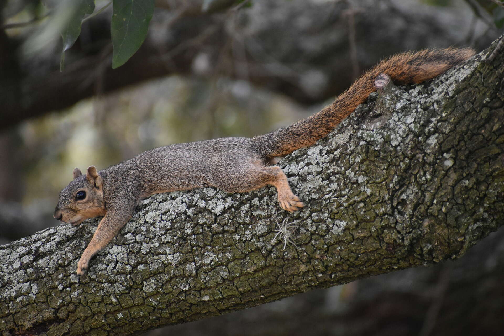 As Texas temperatures soar, squirrels resort to splooting