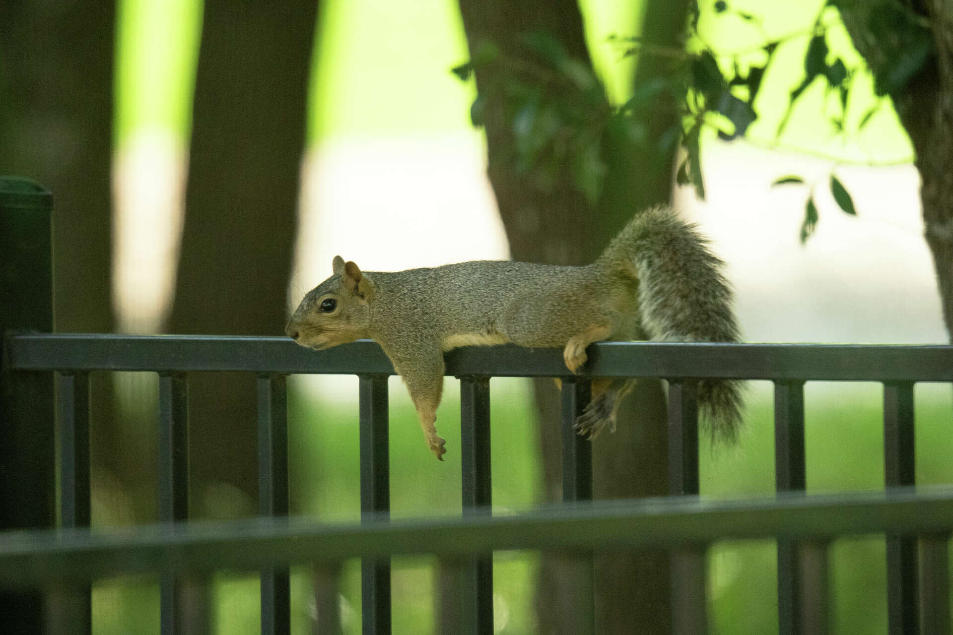 As Texas temperatures soar, squirrels resort to splooting