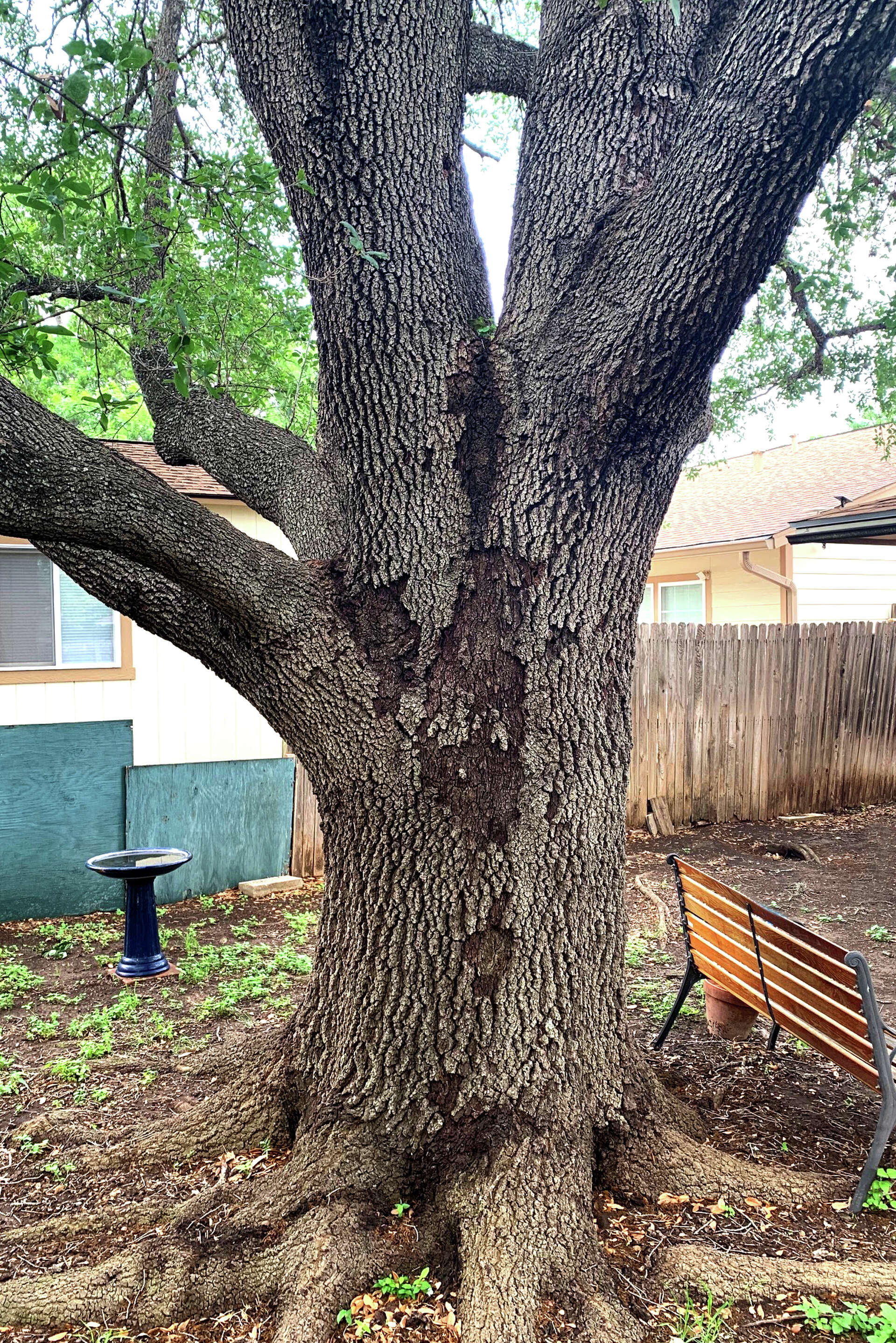 Solving tropical tree blooms, oak bark loss, and root issues