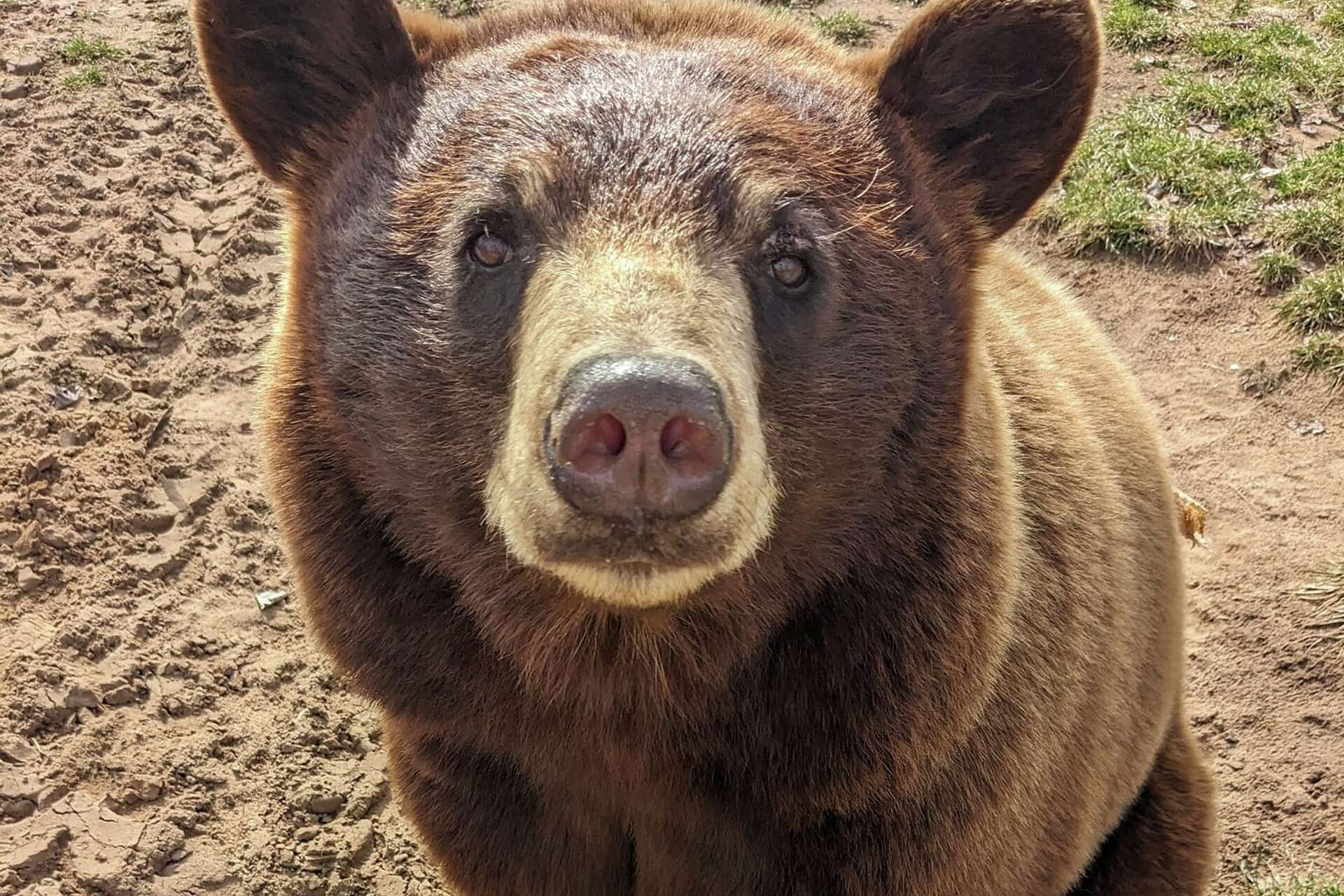 Experience Michigan’s Oswald’s Bear Ranch, Home to Rescued Black Bears