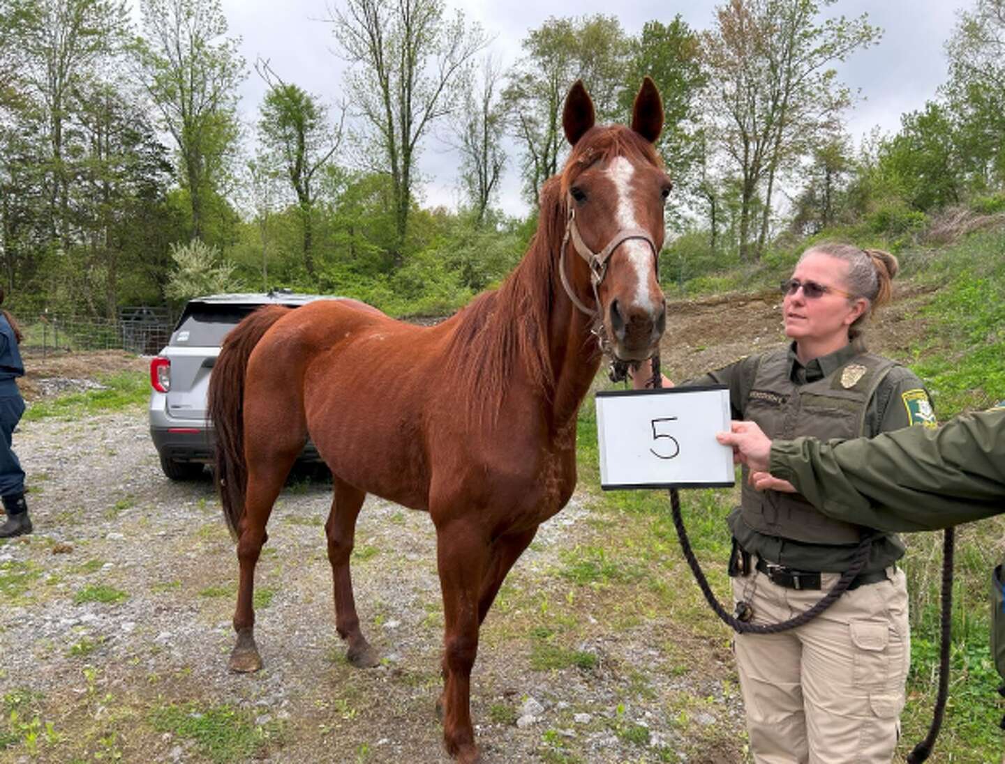 Lebanon farm owner wants CT officials to answer for seizure of horses