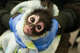 Calif. officials find baby monkey, 'tremendous' amount of meth in bust