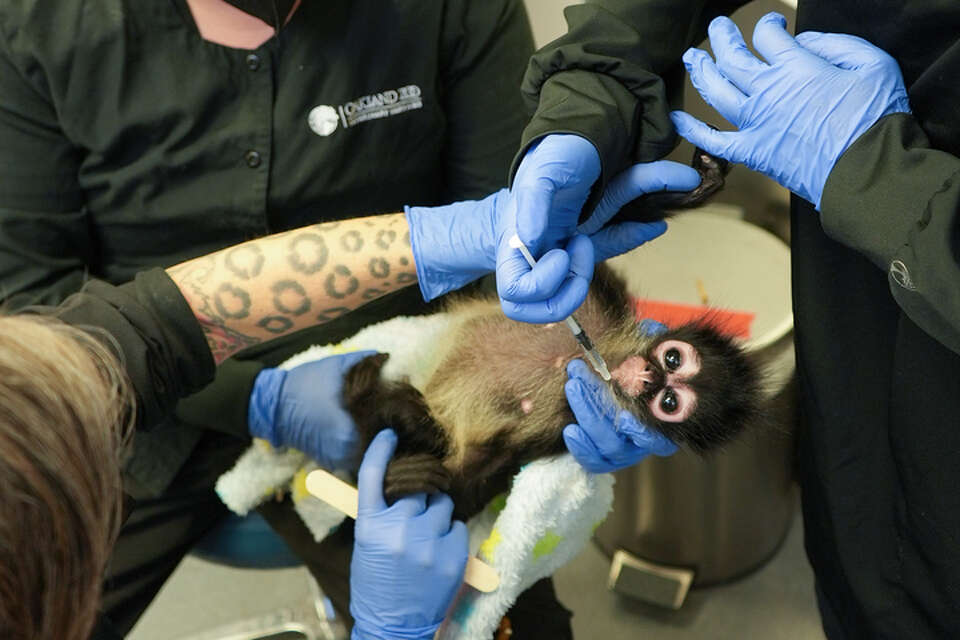 Calif. officials find baby monkey, 'tremendous' amount of meth in bust
