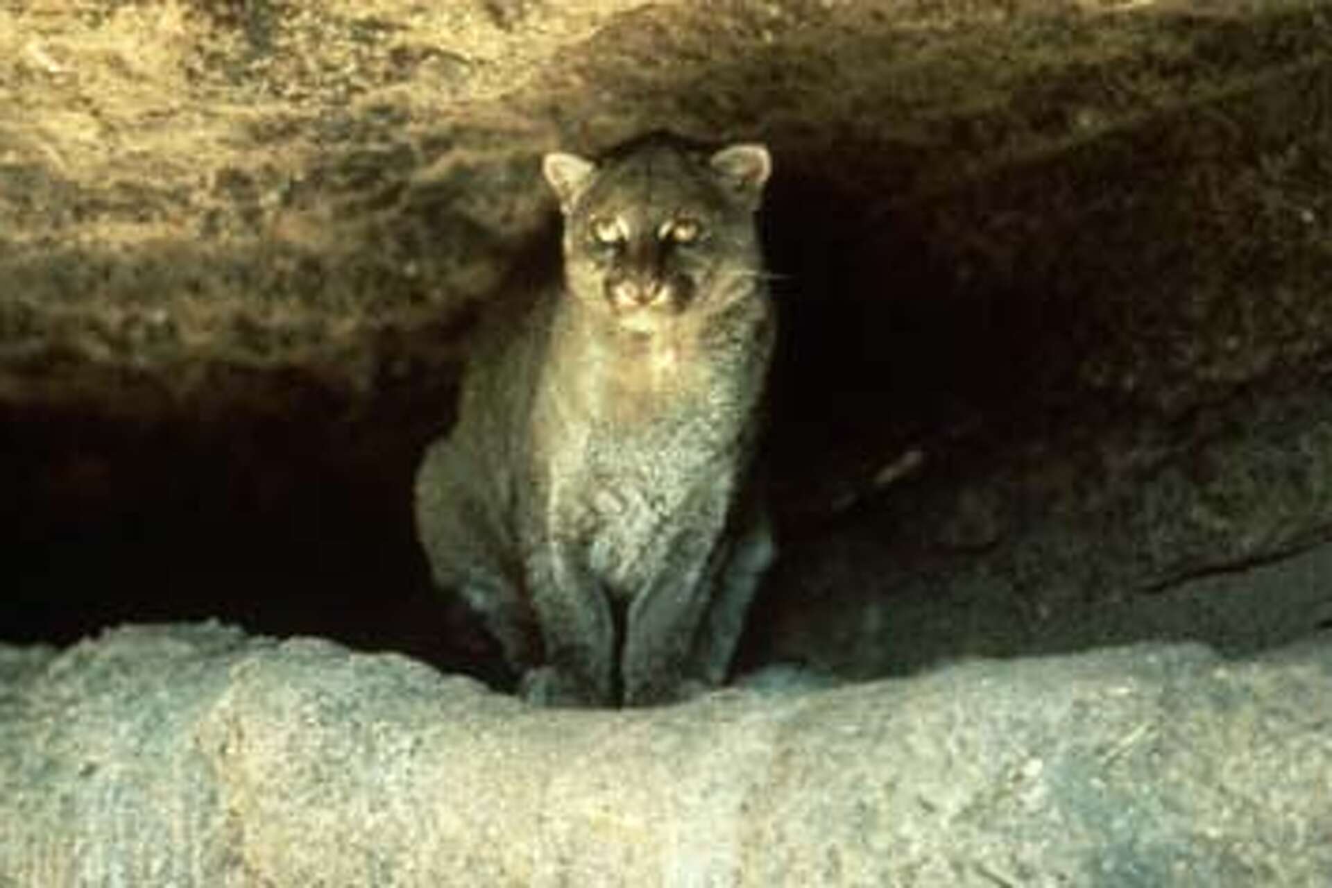 San Antonio local News | mySA.com