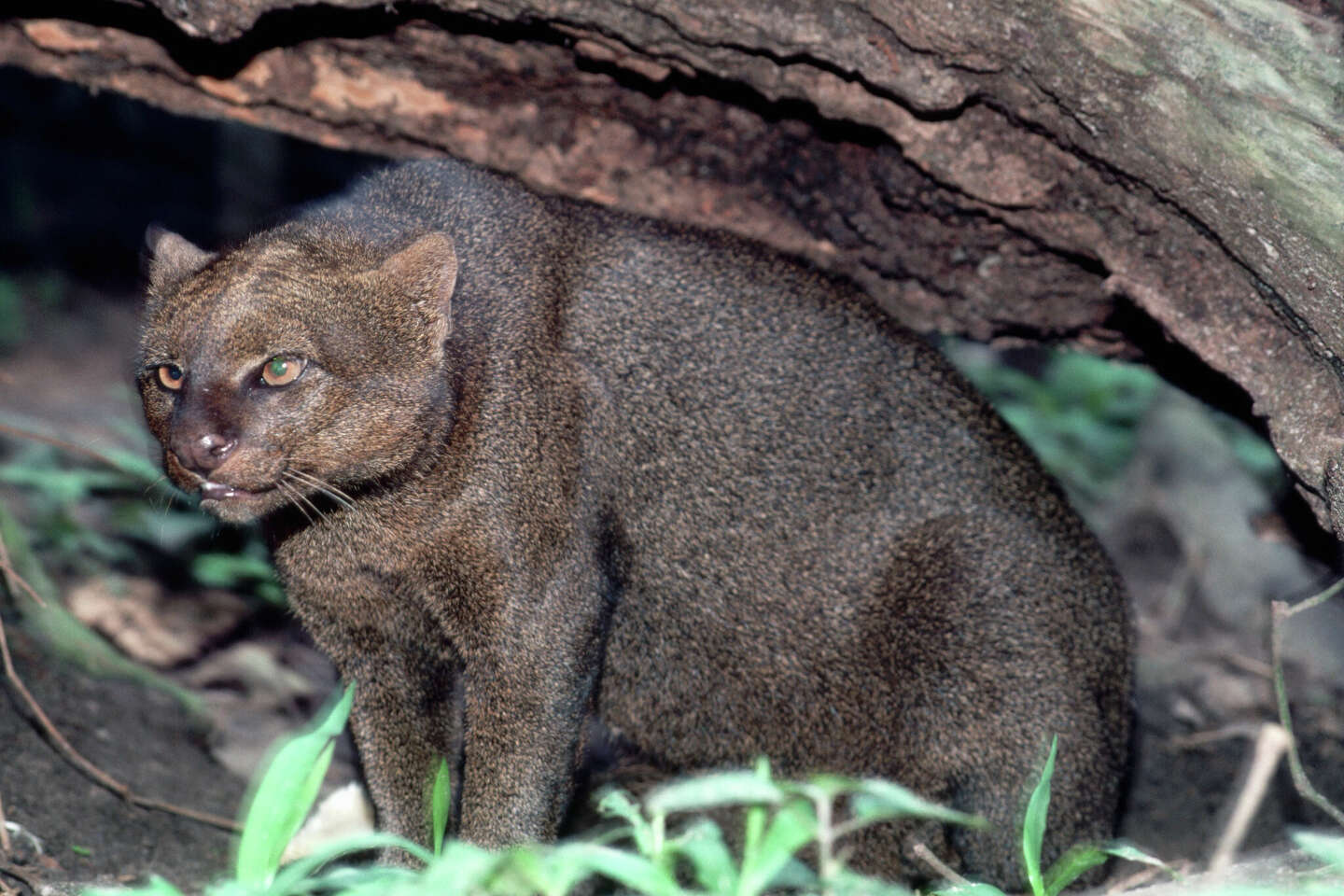 Unusual Sightings In Texas Spark Questions About Extinct Species