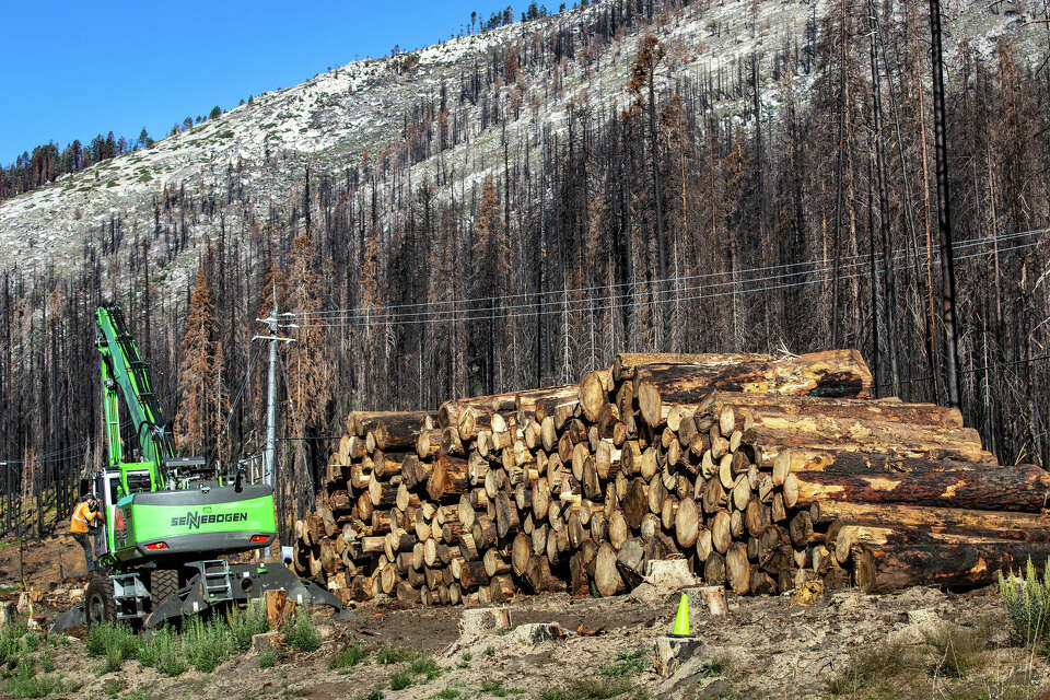 Trump wants to let chain saws loose in California national forests
