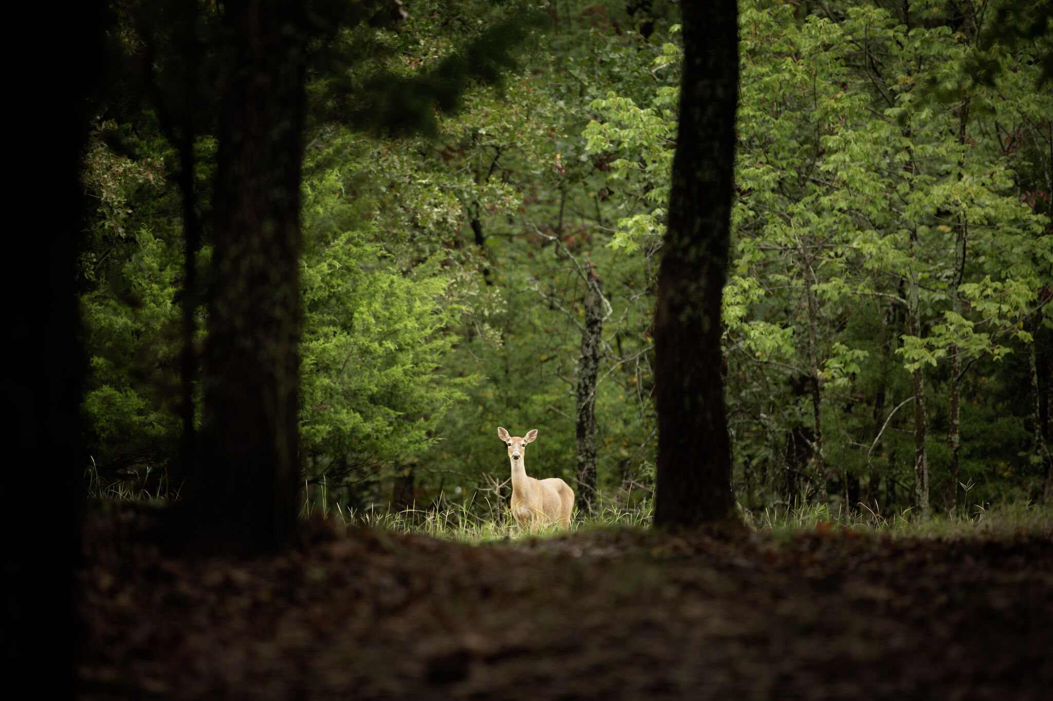 TPWD urges caution after spike in hunting accidents
