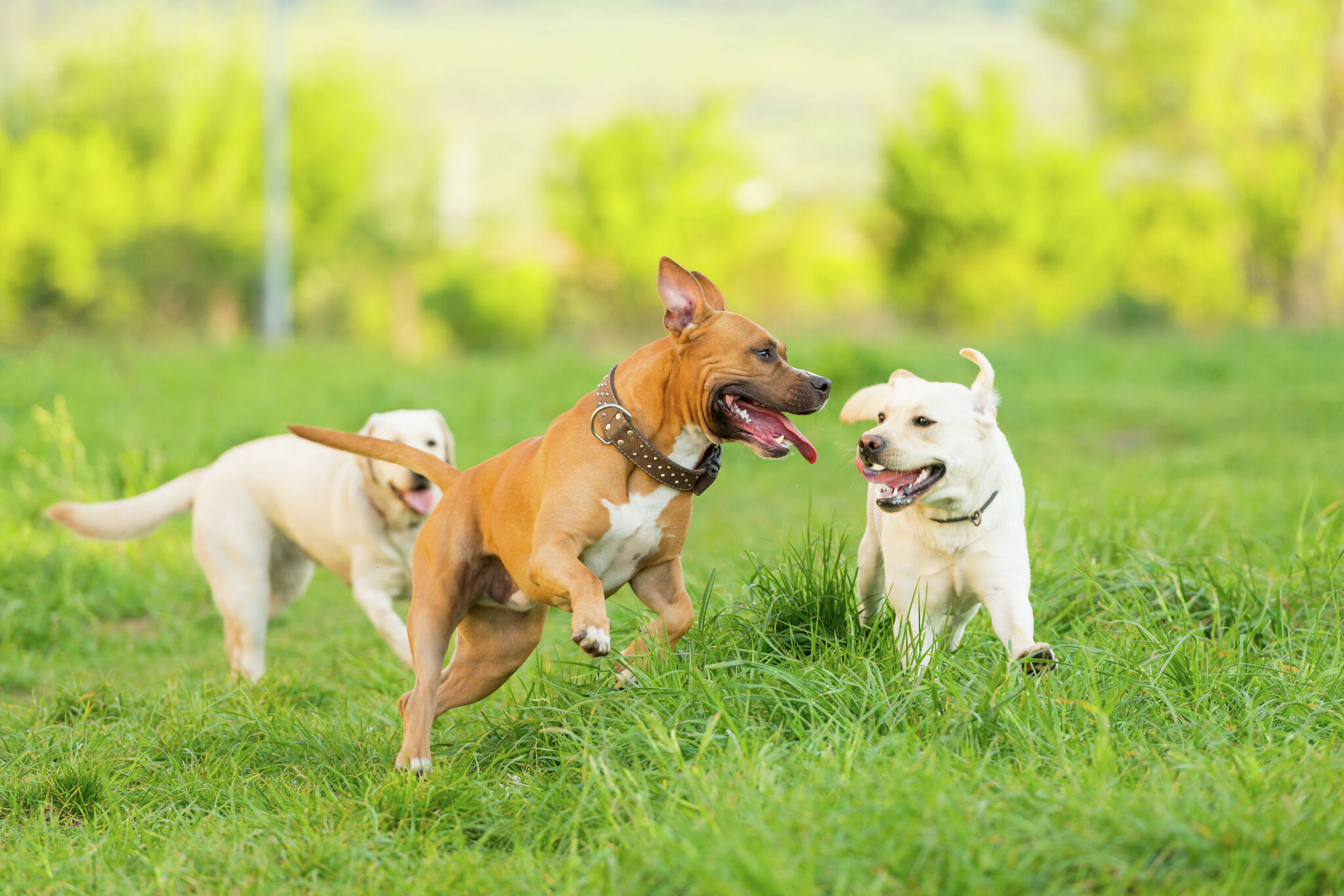 Popular pooch names revealed. What tops the list in Texas?