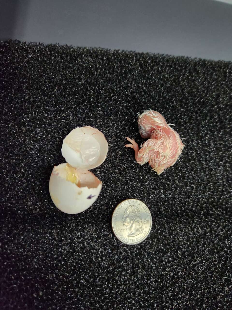 San Antonio Zoo’s pygmy falcon chick delights social media fans