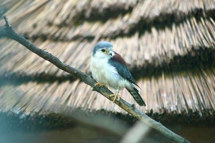 San Antonio Zoo’s pygmy falcon chick delights social media fans