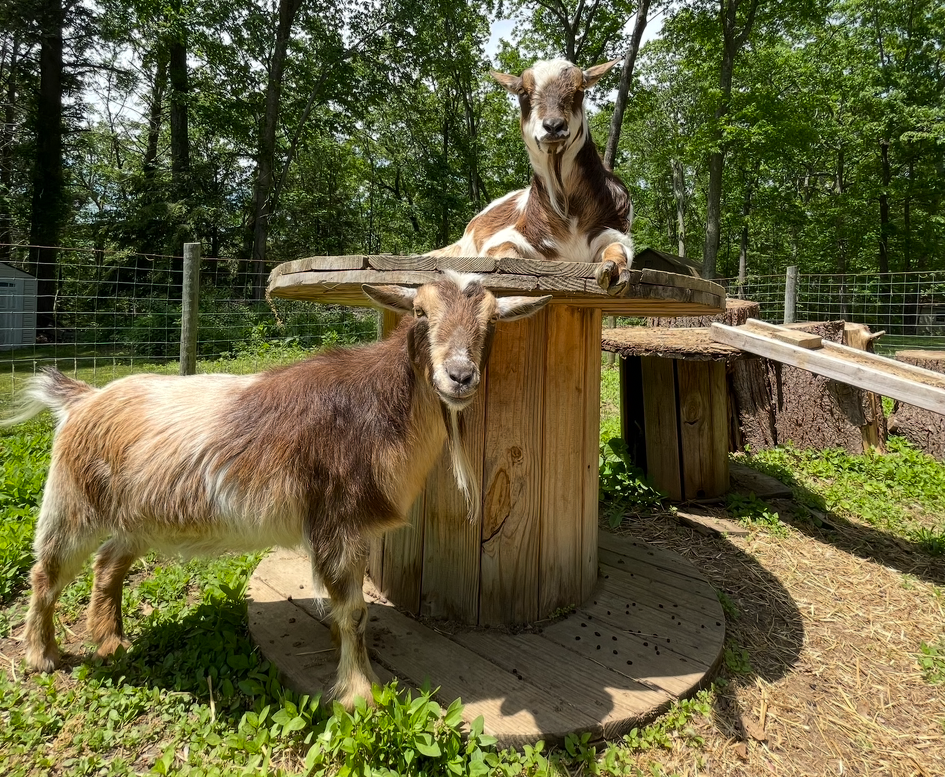 Bethlehem bear attacks kill 4 goats, 1 pig in recent weeks in CT town