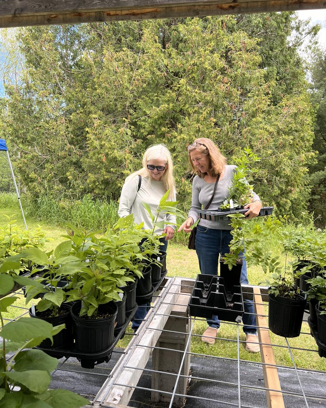 Community native plant event returns to Onekama June 6