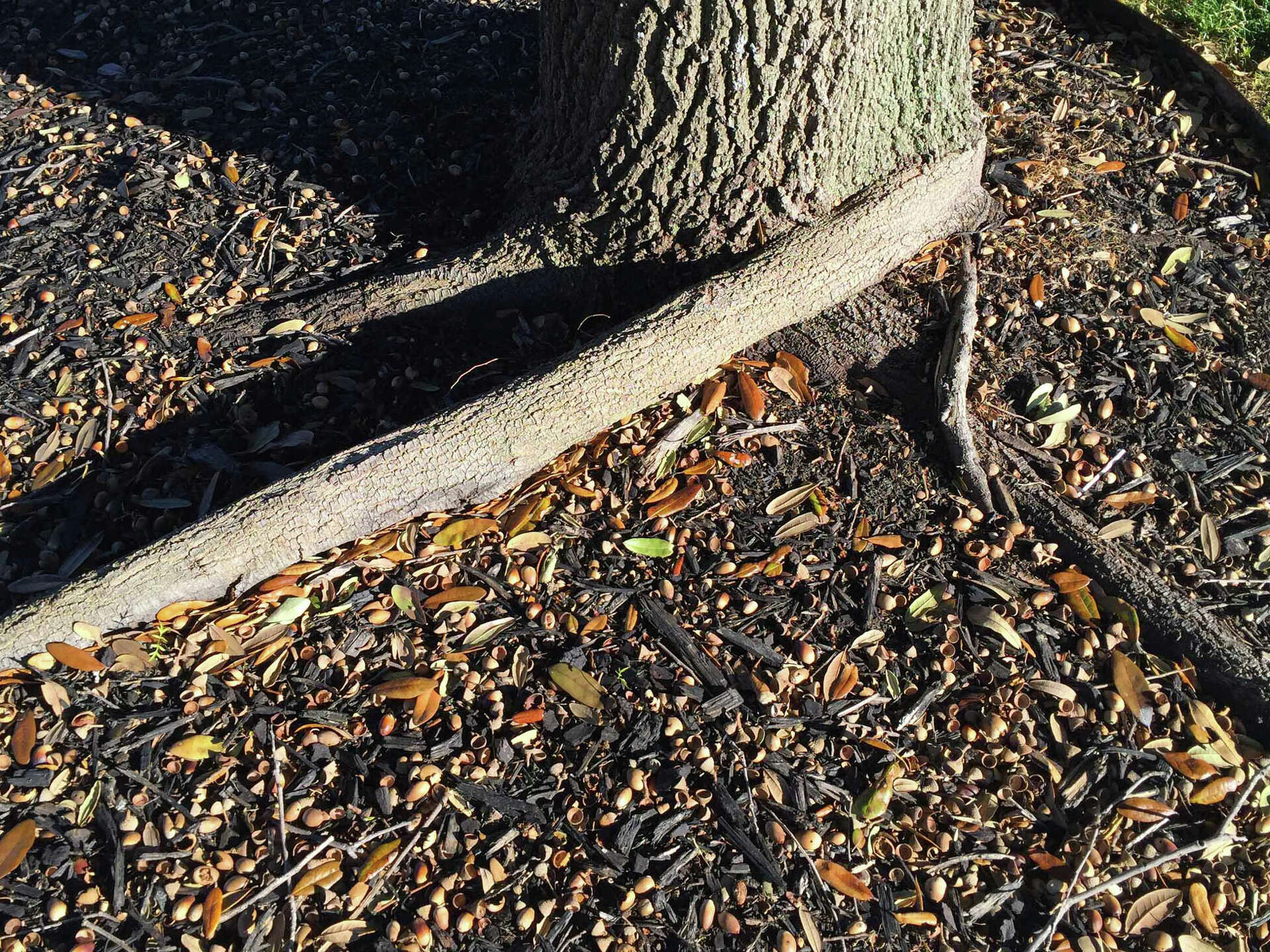 How to spot and fix girdling roots on oak trees