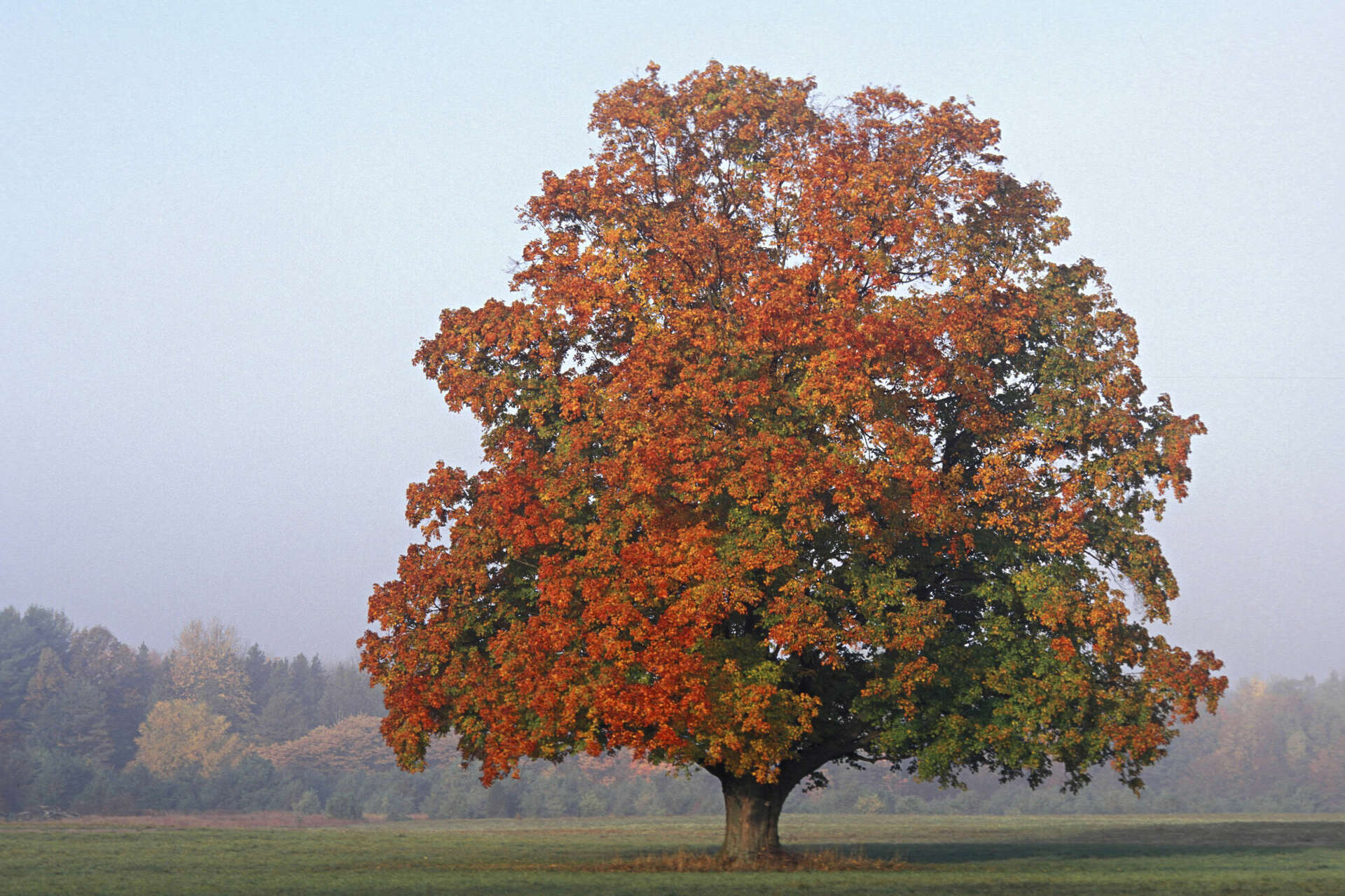 Michigan Big Tree Hunt invites residents to search for largest trees