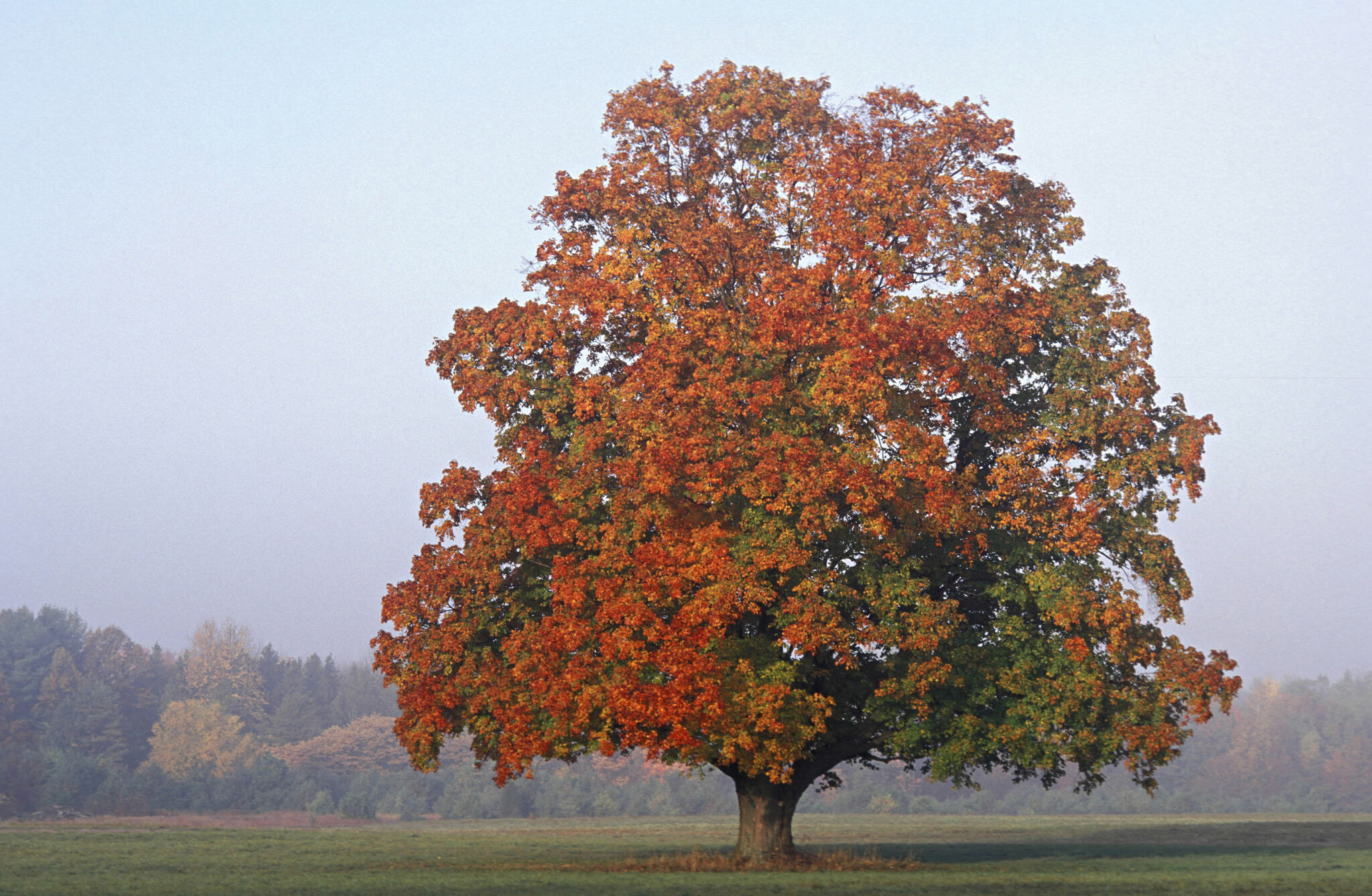 Michigan Big Tree Hunt invites residents to search for largest trees