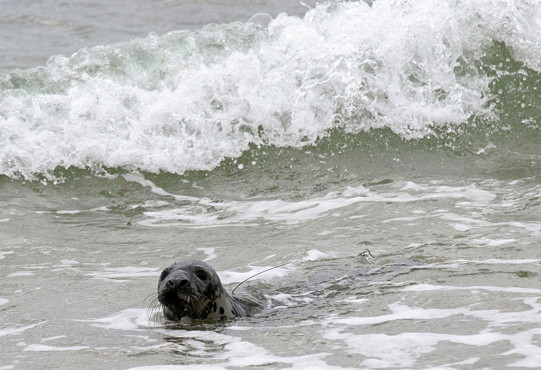 Torrington’s Tracey Thurman Motuzick honored as ‘survivor and crusader’