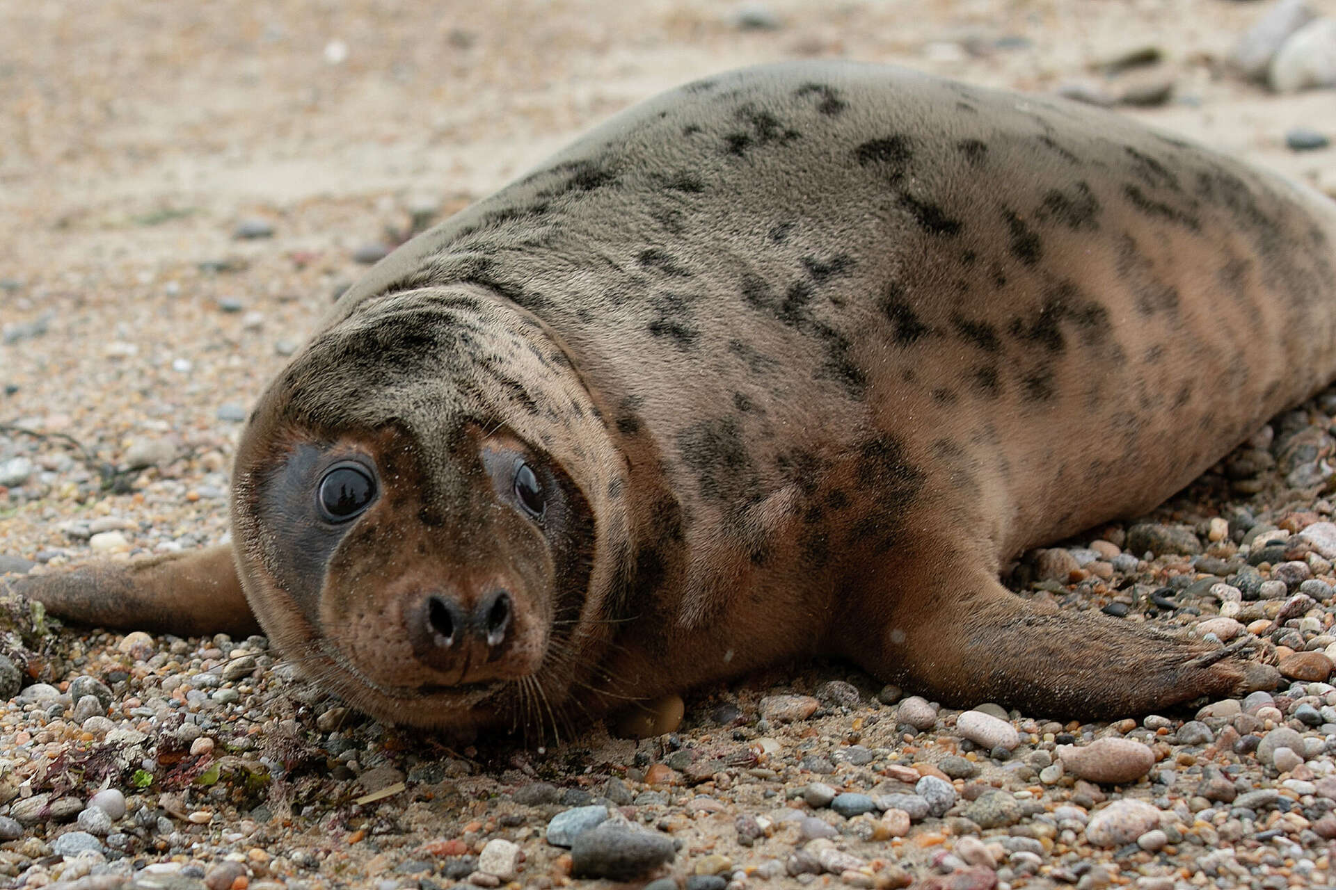 A year after Chappy, another baby seal visits a Connecticut beach
