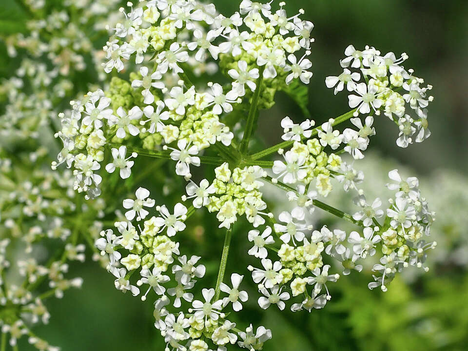 Michigan's 5 Poisonous Plants: How to identify poison ivy and more