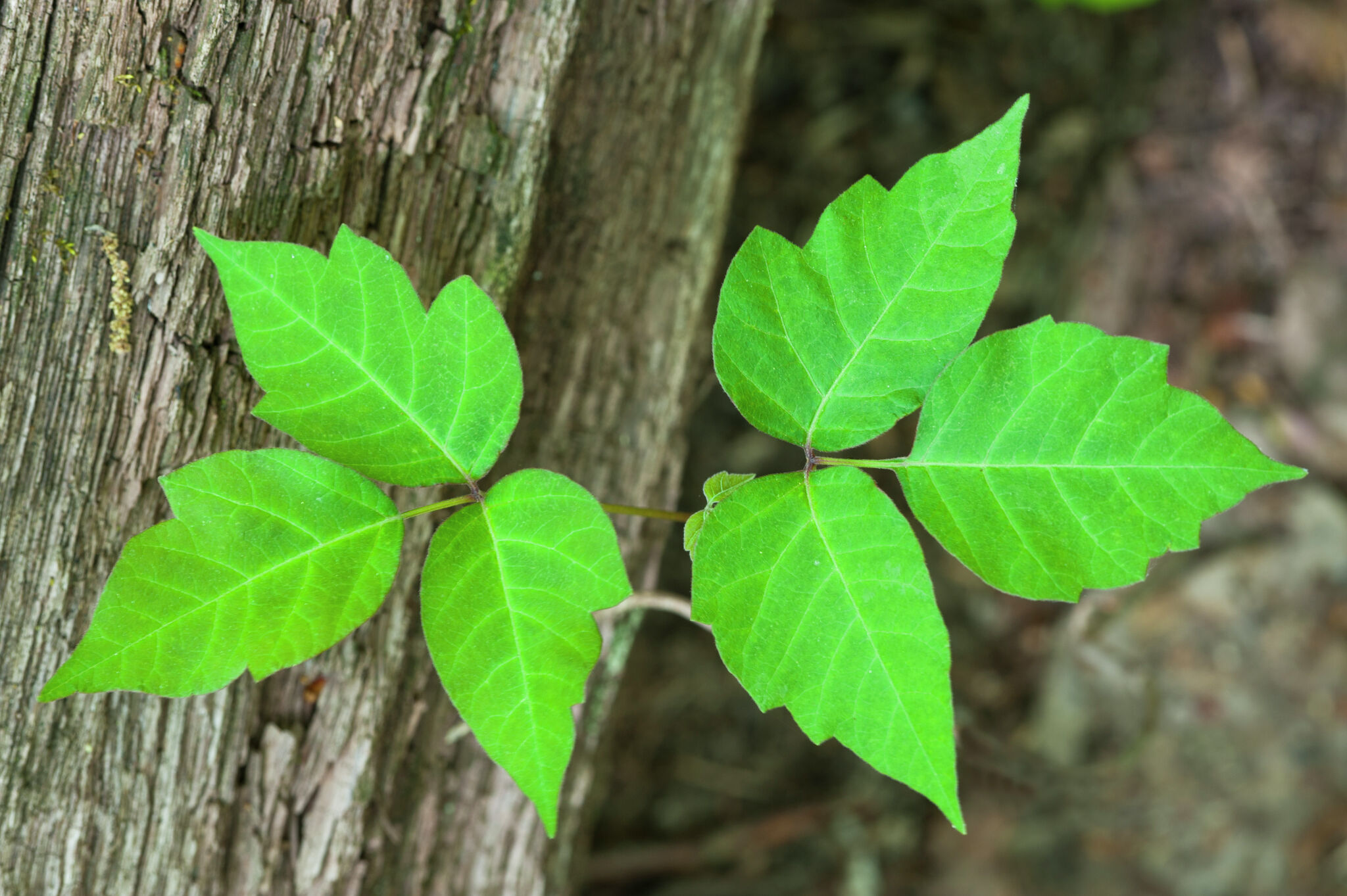 Michigan's 5 Poisonous Plants: How to identify poison ivy and more
