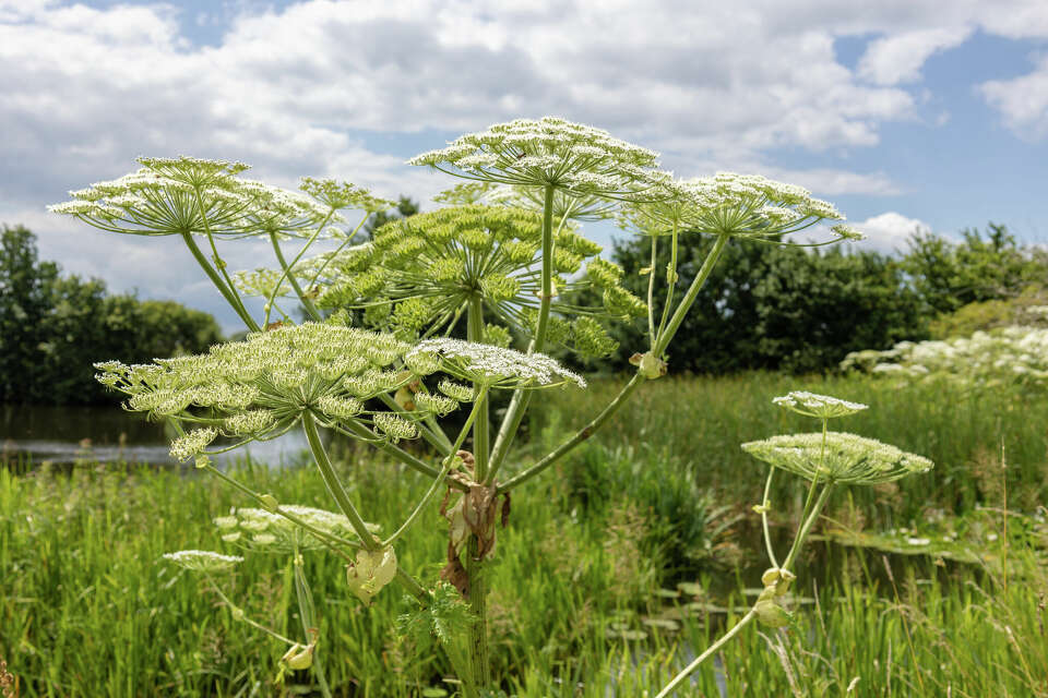 Michigan's 5 Poisonous Plants: How to identify poison ivy and more
