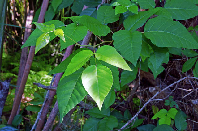 Poison ivy removal: How to identify and safely get rid of it