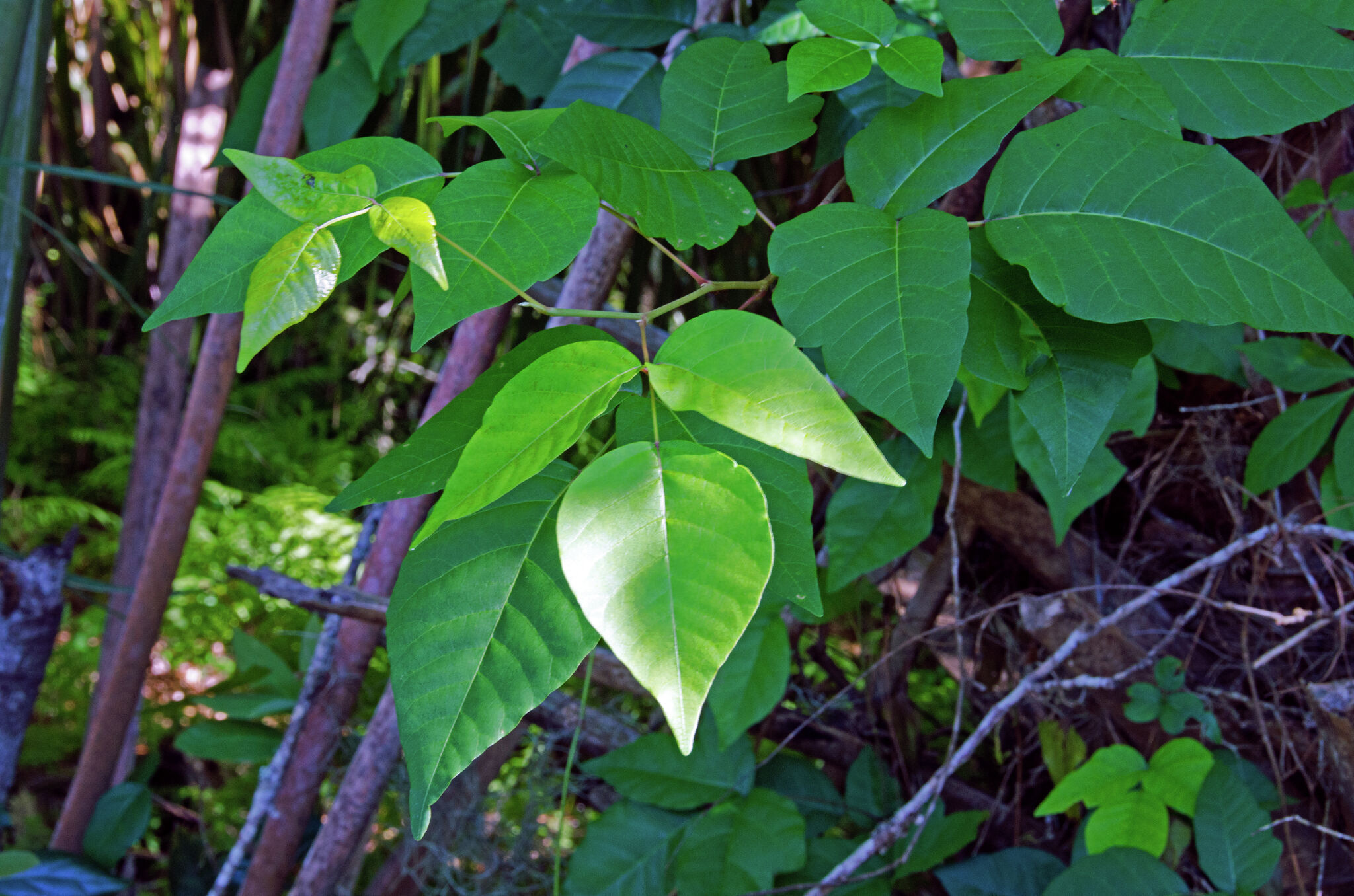 Poison ivy removal: How to identify and safely get rid of it