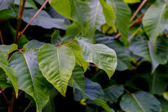 Michigan's 5 Poisonous Plants: How to identify poison ivy and more