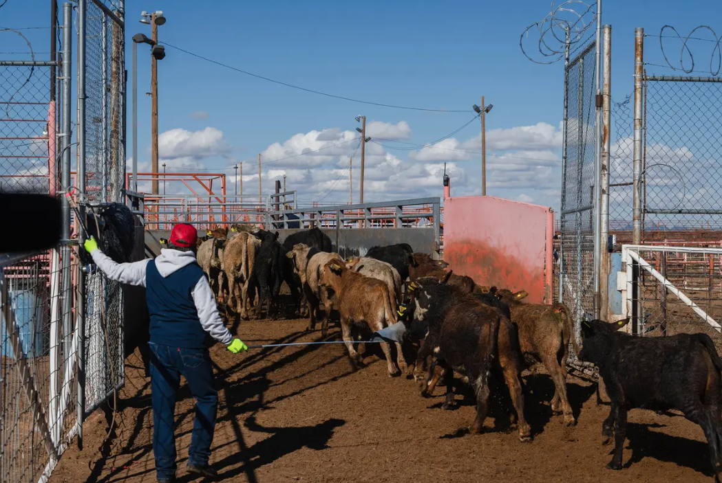 Screwworm fly threatens Texas livestock industry as USDA blocks import