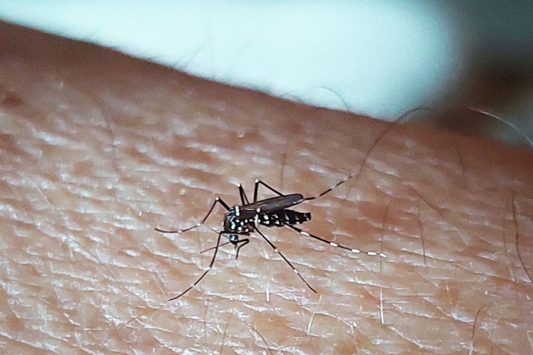 This invasive mosquito species is expected to return to CT this summer