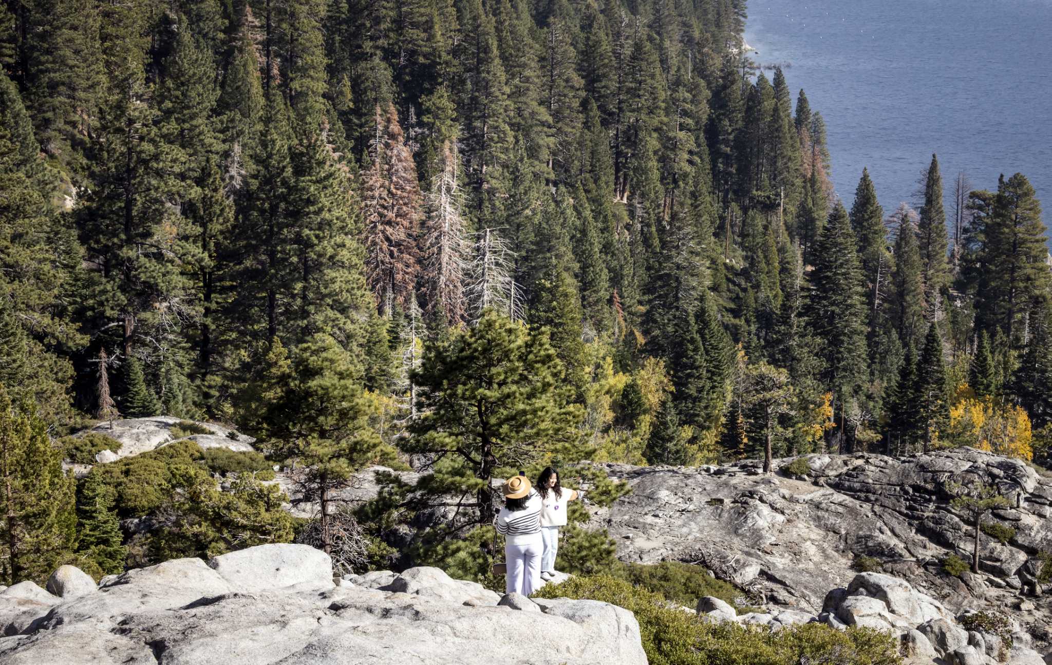 California’s extraordinary tree die-off may finally be easing