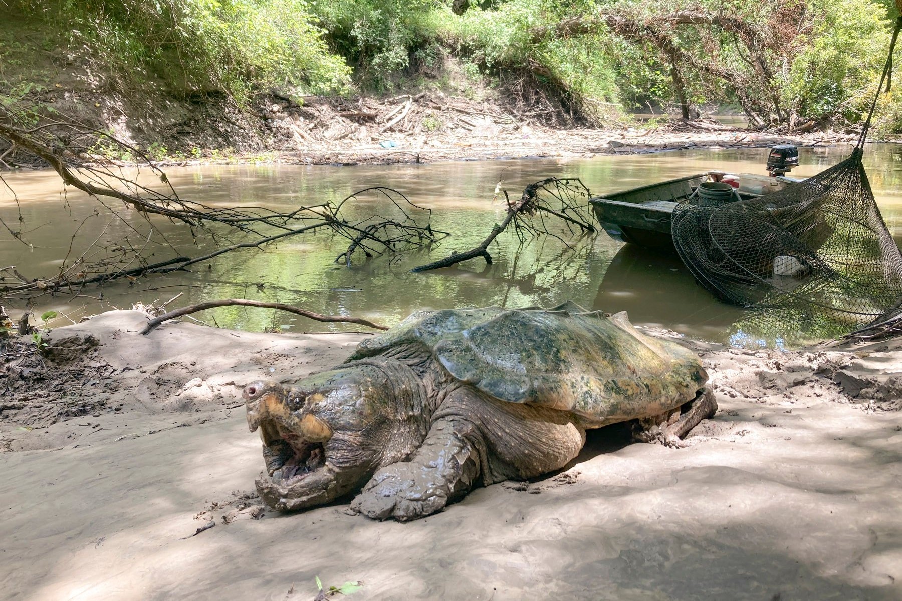 These gigantic Texas turtles are showing signs of intelligence