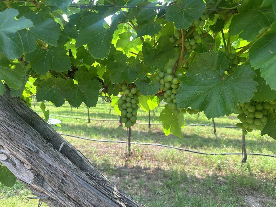 Nice Winery is a slice of wine country within Houston city limits