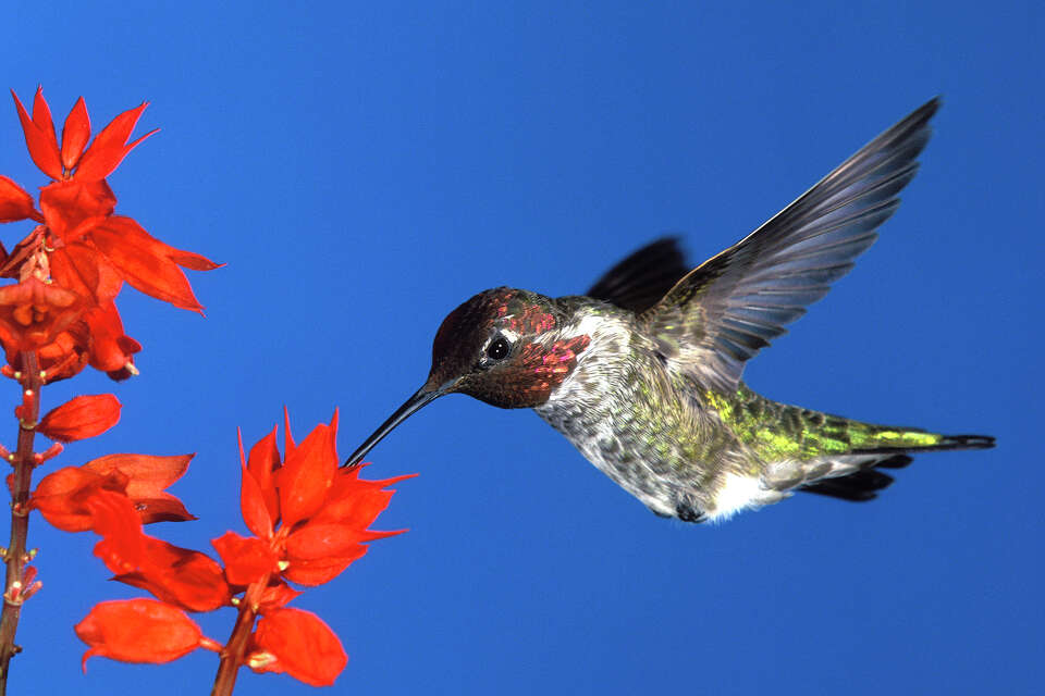 Berkeley research finds feeders literally reshaped Calif. hummingbirds