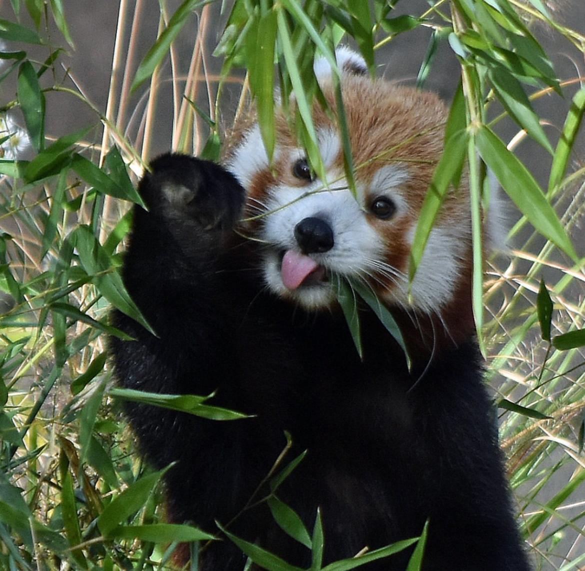 Beardsley Zoo gets new red panda as part of Species Survival Plan