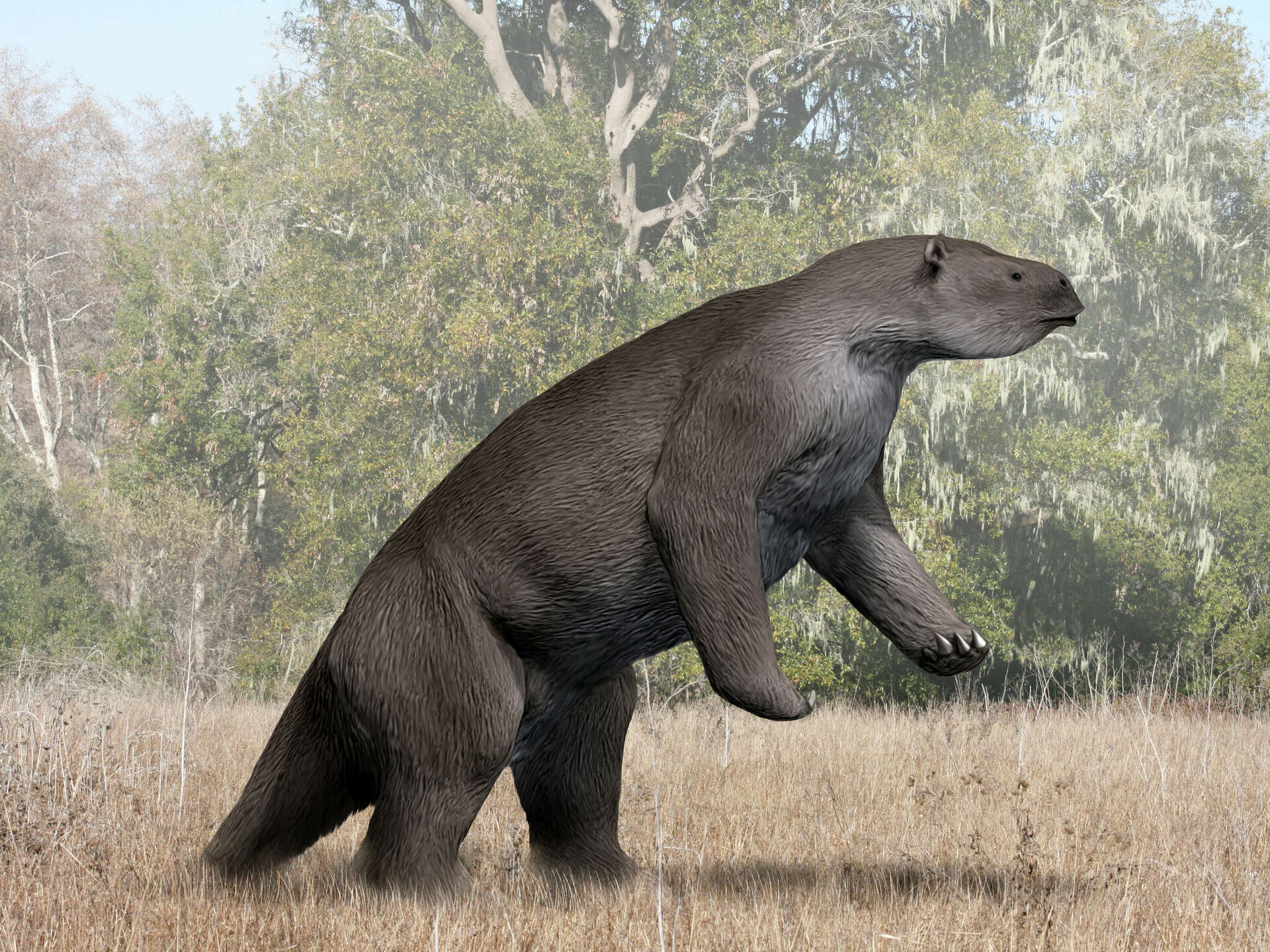 Archeologists dig up prehistoric sloth remains near Lubbock