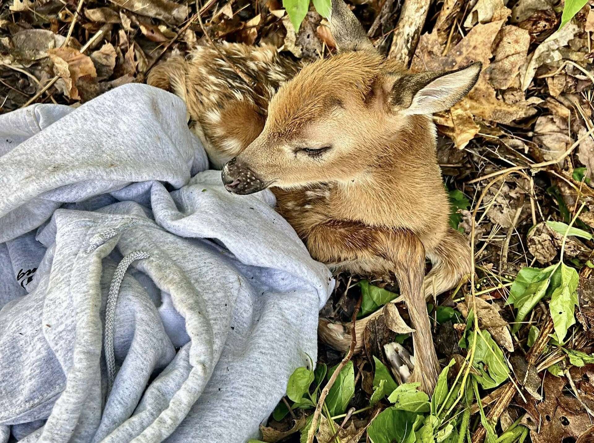 CT police rescue newborn deer on Route 8 shoulder in Torrington