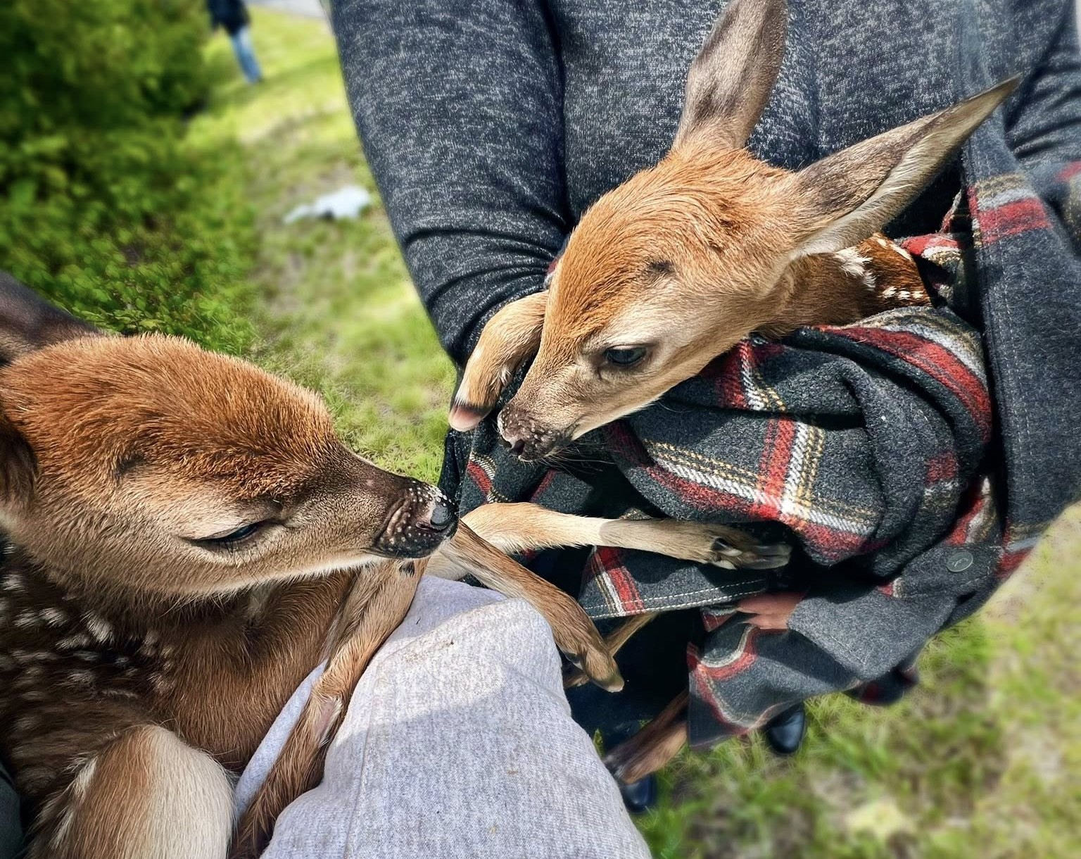 CT police rescue newborn deer on Route 8 shoulder in Torrington