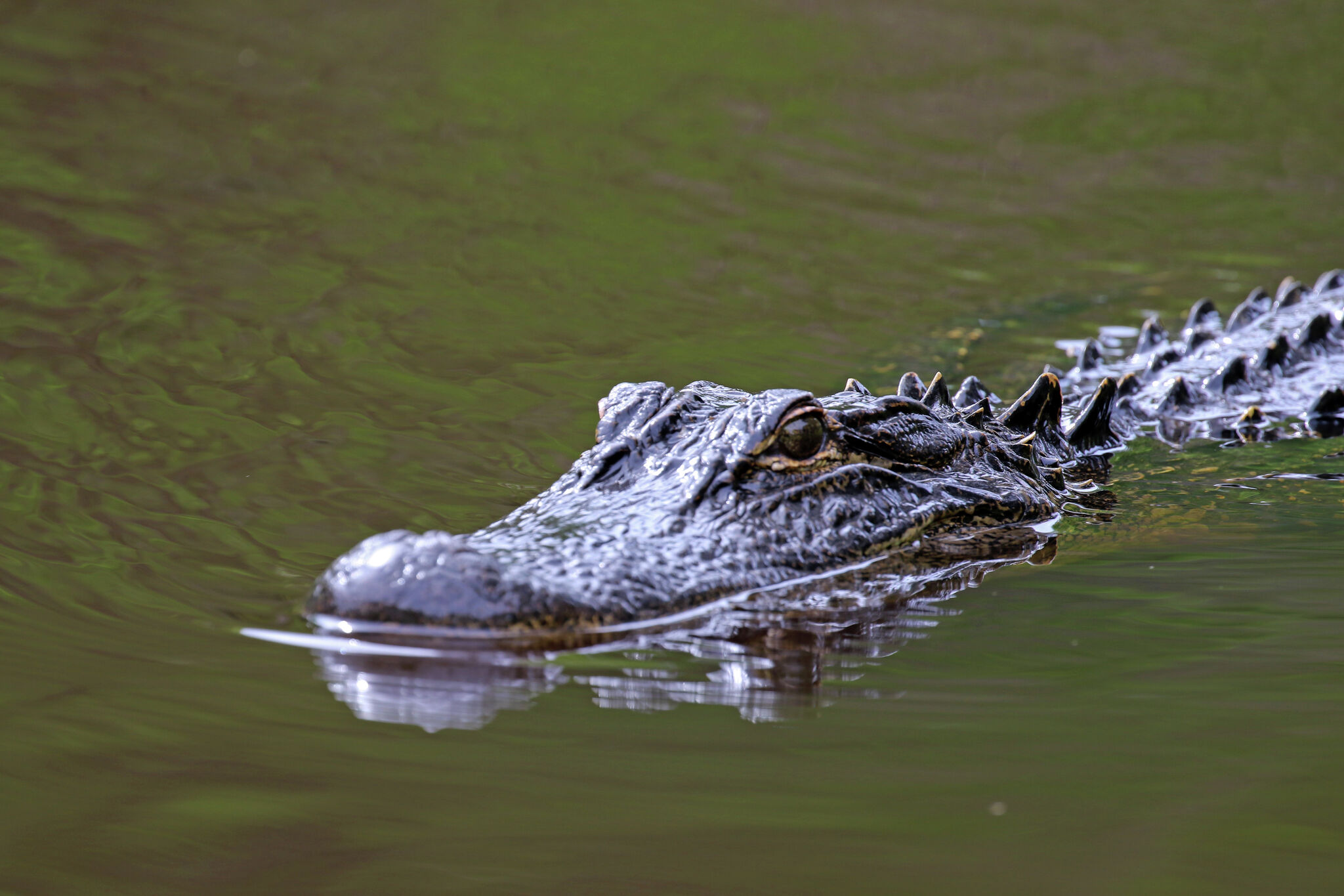 Unusual alligator on Gulf Coast highway confounds driver