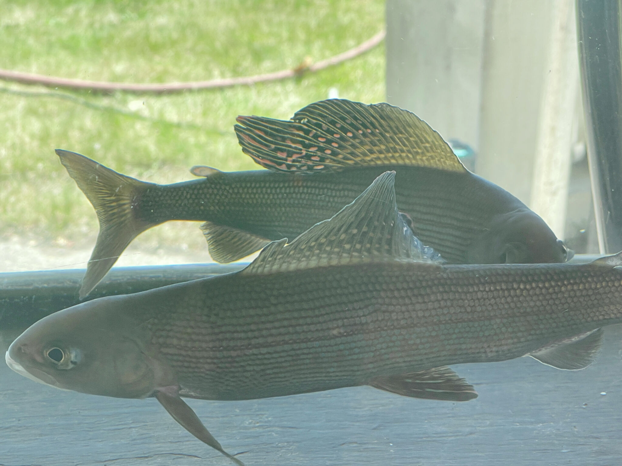 Michigan Arctic grayling program brings 400,000 Arctic grayling eggs