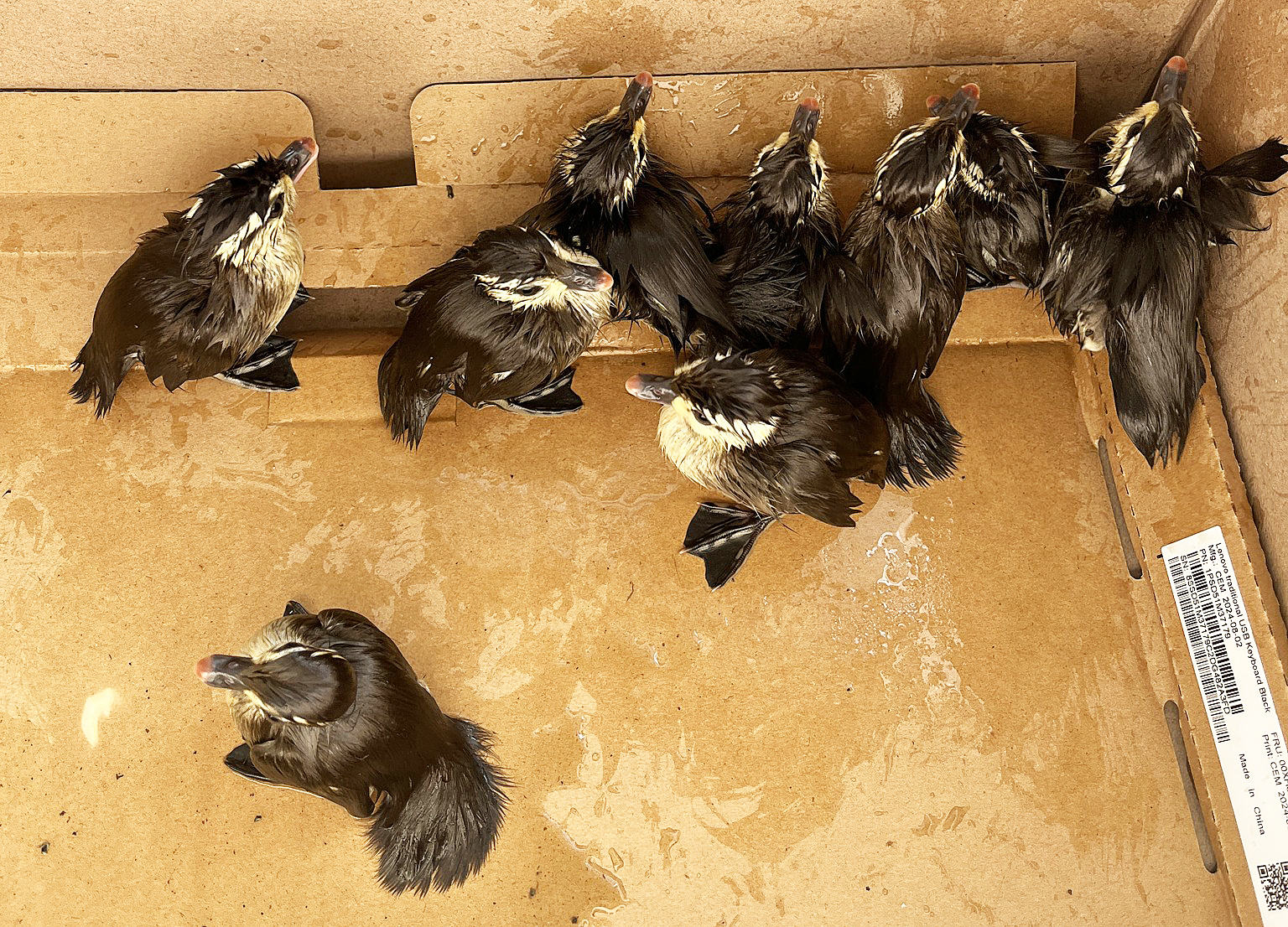 Tuscola County deputy helps rescue orphaned ducklings
