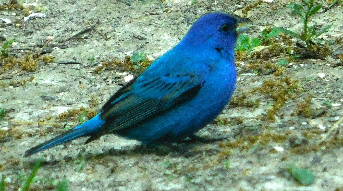 Reader photo: Blues singer